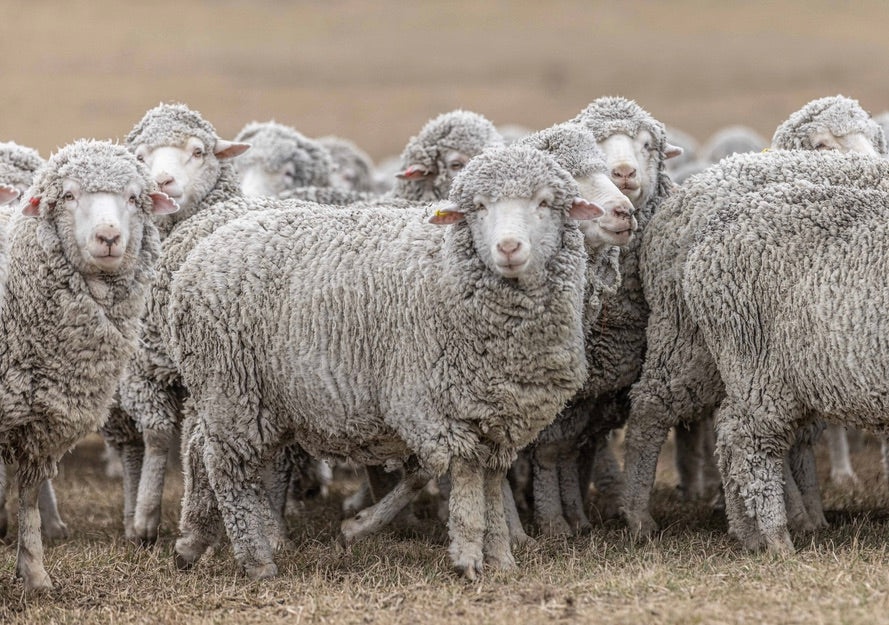 FIRST LITE Merino Wool Clothing - Onlineshop Europe – GearFex